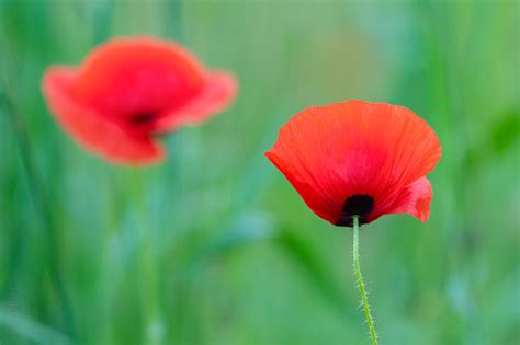 양귀비 꽃 또는 Papaver Rhoeas 양귀비 빛과 함께 꽃 양귀비는 야생 들판에서 꽃을 피운다 현충일 개념 수평 현충일