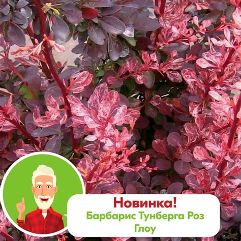 ☀ Новинка! ⚡ Барбарис Тунберга Роз Глоу Барбарис Тунберга Роз Глоу ...