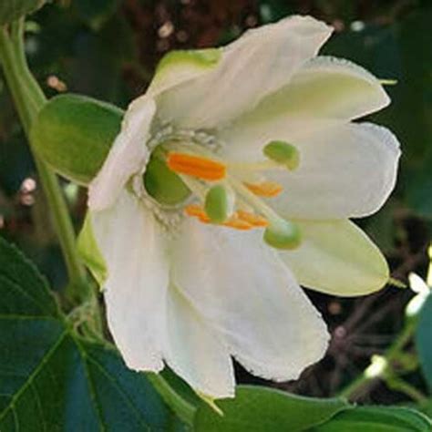 Passiflora Bryonioides Cupped Passion Flower 10 Seeds Etsy