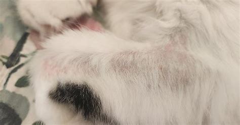 Cat Hair Loss Album On Imgur