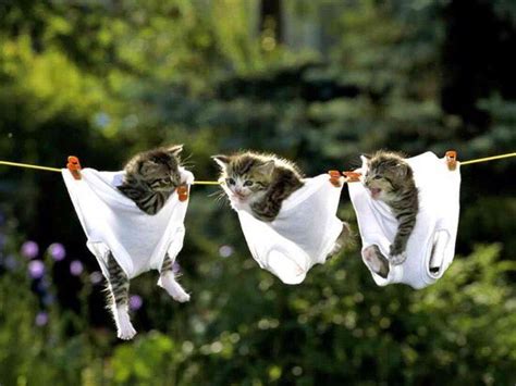 會津の白猫 on Twitter ワンツースリーフォー パンツー丸見え パンツー丸見え 困るわ パンツの日 cats