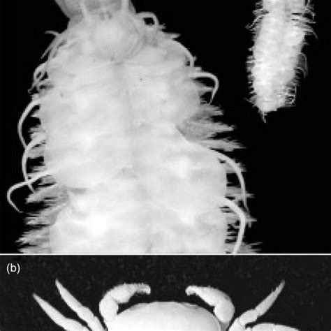 Echiuran Commensals A Hesperonoe Adventor Polynoidae Tl ~5 Cm Download Scientific