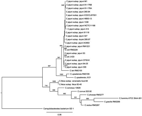Maximum Likelihood Phylogenetic Tree Of Campylobacters Based On Small