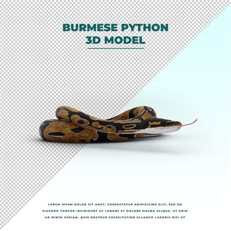 Python Birman Psd Premium