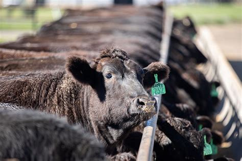 Record Feedlot Numbers Stalk 15 Million Head Milestone Beef Central
