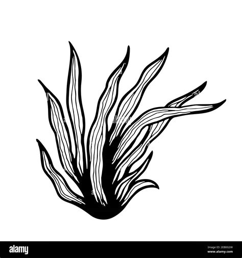 Seaweed Hand Drawn Isolated Vector Illustration Stock Vector Image