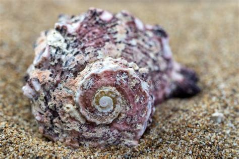 Pink And Purple Colors Sea Shell Golden Ratio On The Beach Macro