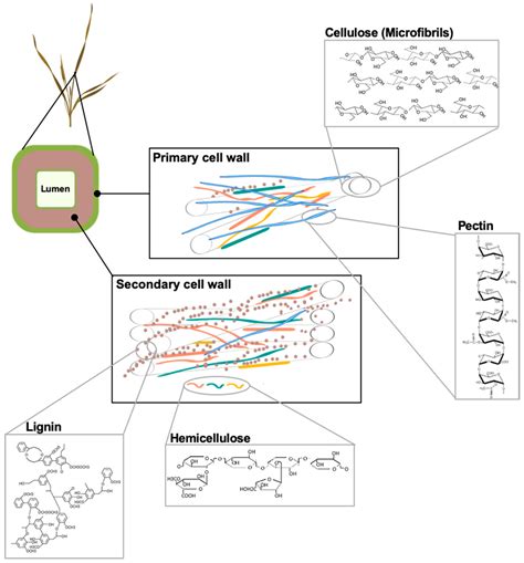 Plant Secondary Cell Wall
