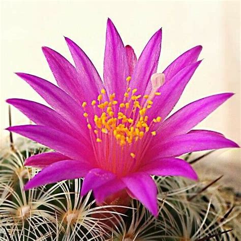 Cochemiea Saboae Plant Care And How To Grow Water