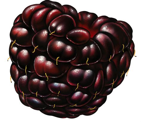 Ежевика PNG
