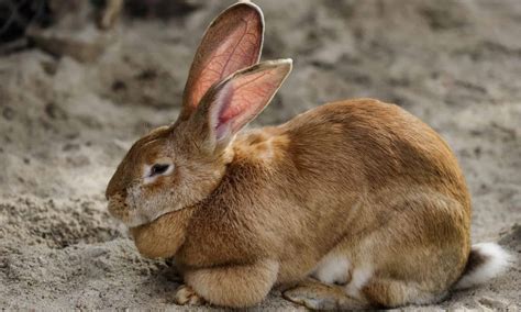 Flemish Giant Rabbit Temperament Diet And Care Guide All For One