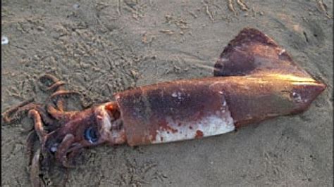 Big Dead Squid Washing Up On Oregon Coast Again