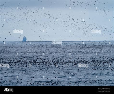 Giant Flocks Of Mostly Crested Auklets Aethis Cristatella At Kiska Island In The Aleutians Of
