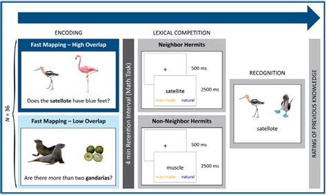 Experimental Design And Procedure Of Experiment 1 Encoding Encoding