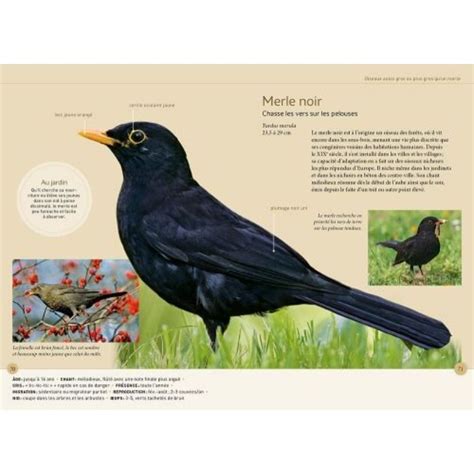 Reconnaître facilement les oiseaux du jardin Photos grandeur nature