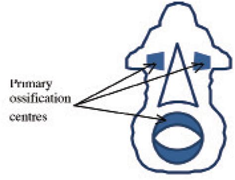 Diagrammatic Representation Of Ossification Centres Found In Each