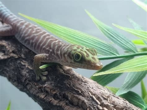 Standings Day Geckos And Peacock Day Geckos Reptile Forums