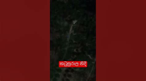 දුර්ලභ දර්ශනයක් 🌲🦎🦎 Youtube