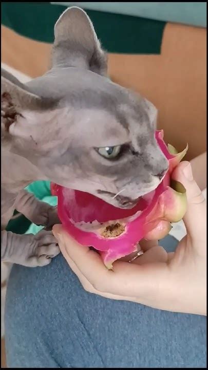 Когда кот гурман смурфик Cat кот Youtube