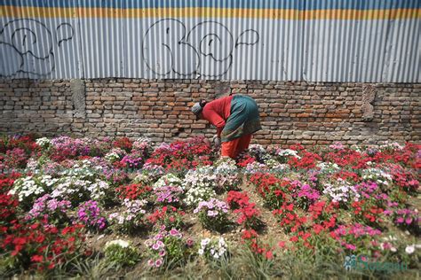 आजका तस्बिर चैत ९ सेतोपाटी संवाददाता Setopati