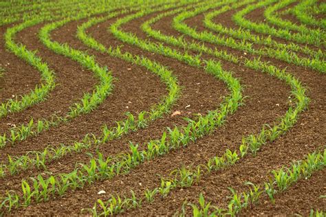 Ssssssnaking Through The Field Fodder Maize Drilled In La Flickr