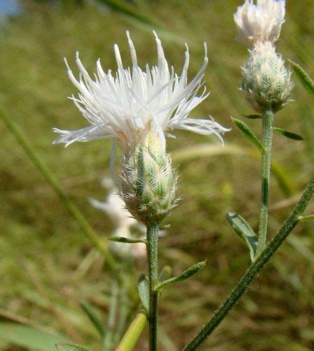 Centaurea Diffusa Picturethis