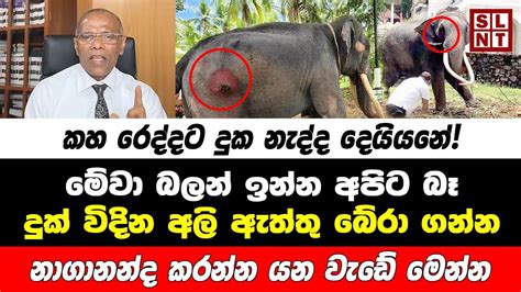 Statement By Nagananda Kodituwakku Muthu Raja Thai Elephant