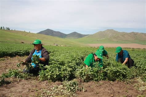 Сэлэнгэ Oрганик 599 Photos Agriculture Баянзүрх дүүрэг 1 р хороо