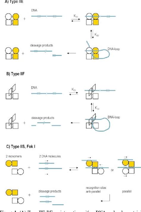 Figure 1 From Diversity Of Type Ii Restriction Endonucleases That Require Two Dna Recognition