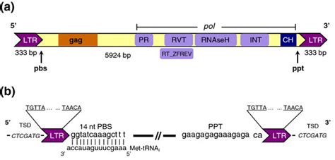 Organization And Structure Of Corky Retrotransposon A Ltr Long