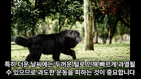 42 뉴펀들랜드 개 가족을 추가하기 전에 알아야 할 사항 Youtube