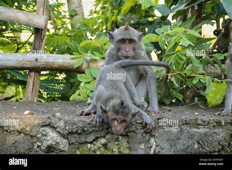 Full Body Shot Of Two Young Cynomolgus Monkeys Sitting On A Weathered