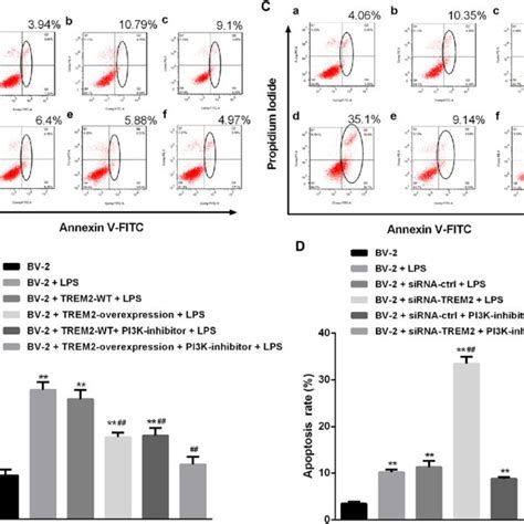 Lps Induced Nf Kb Activation In Bv2 Cells Bv2 Cells Were Stimulated Download Scientific