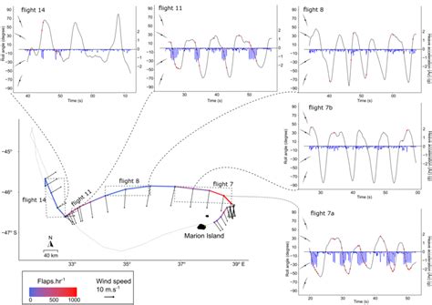 Example Of The Flight Behaviour Of A Female Wandering Albatross Bird