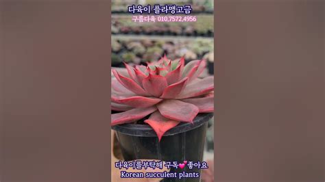 다육이 플라맹고금 💕구름다육 01075724956 다육식물 Plants 다육이들 다육 다육화분 Korean Succulent Plants Youtube