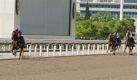 香港赛马专页 嘉應高昇試閘贏14個馬位 潘頓：出錯腳仲未fit 20242025年度馬季香港馬王「嘉應高昇」今早（822）在沙田的泥地