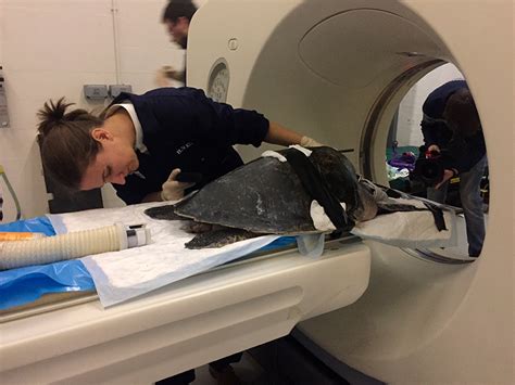 Rare Sea Turtle Gets Ct Scan At The Rvc