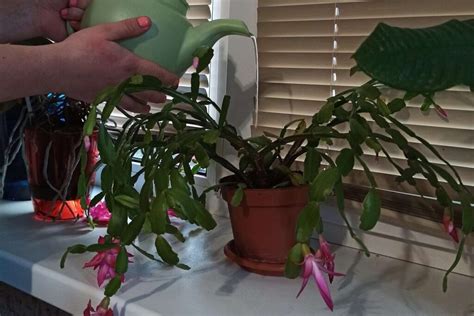 რით გამოვკვებოთ დეკემბერა ოქტომბერში რომ მთელი ზამთარი უხვად იყვავილოს