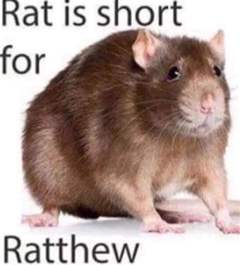 Ratthew R Makemesuffer