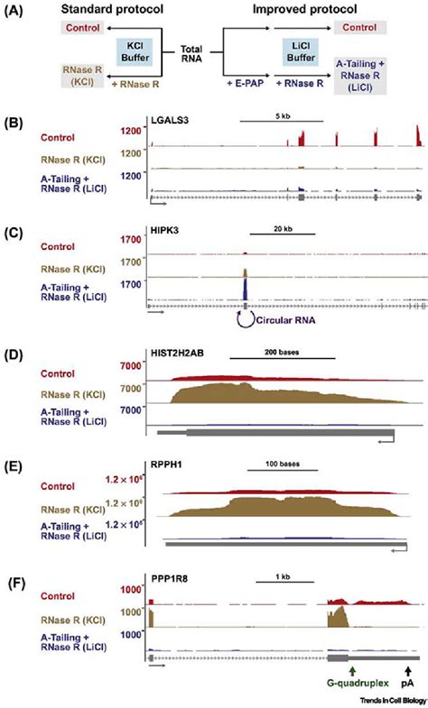 Figure 2 From Biogenesis And Functions Of Circular Rnas Come Into Focus