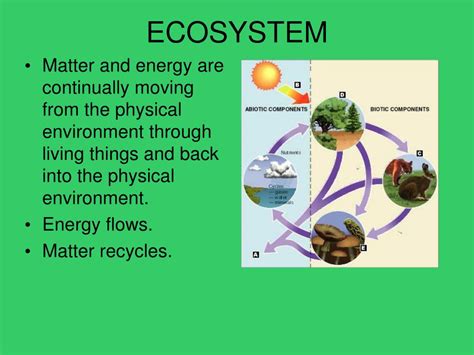 PPT TROPHIC STRUCTURE PowerPoint Presentation Free Download ID 294650