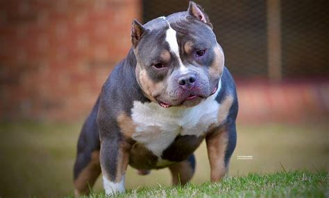 American Bully Breed 101 The Complete Guide To Pocket 51 Off