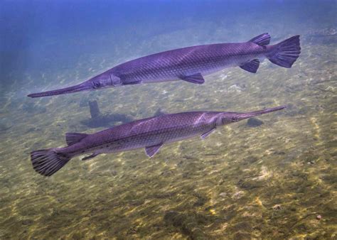 11 Largest Freshwater Fish In The World