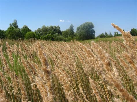 Premium Photo The Image Of Thickets Of High Brown Grass