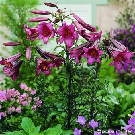 Lilium Pink Perfection Bulbs