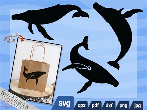 Humpback Whale Svg Clipart Set 3 Svg Png Dxf Eps  Pdf Good For Vinyl