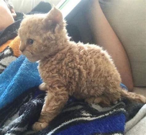 Twitterers Have Fallen In Love With These Selkirk Rex Kittens