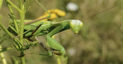Hinschauen Auf Schöpfer Und Schöpfung