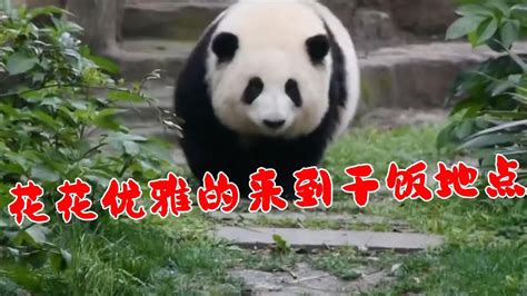 花花优雅的来到干饭地点，开始自己的迪拜式吃笋！ Youtube