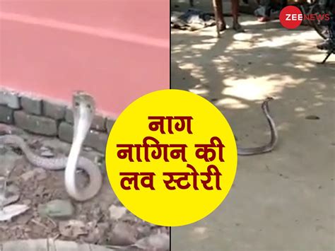 Amazing Love Story Of Naag Nagin Sapera Caught Female Snake After Four